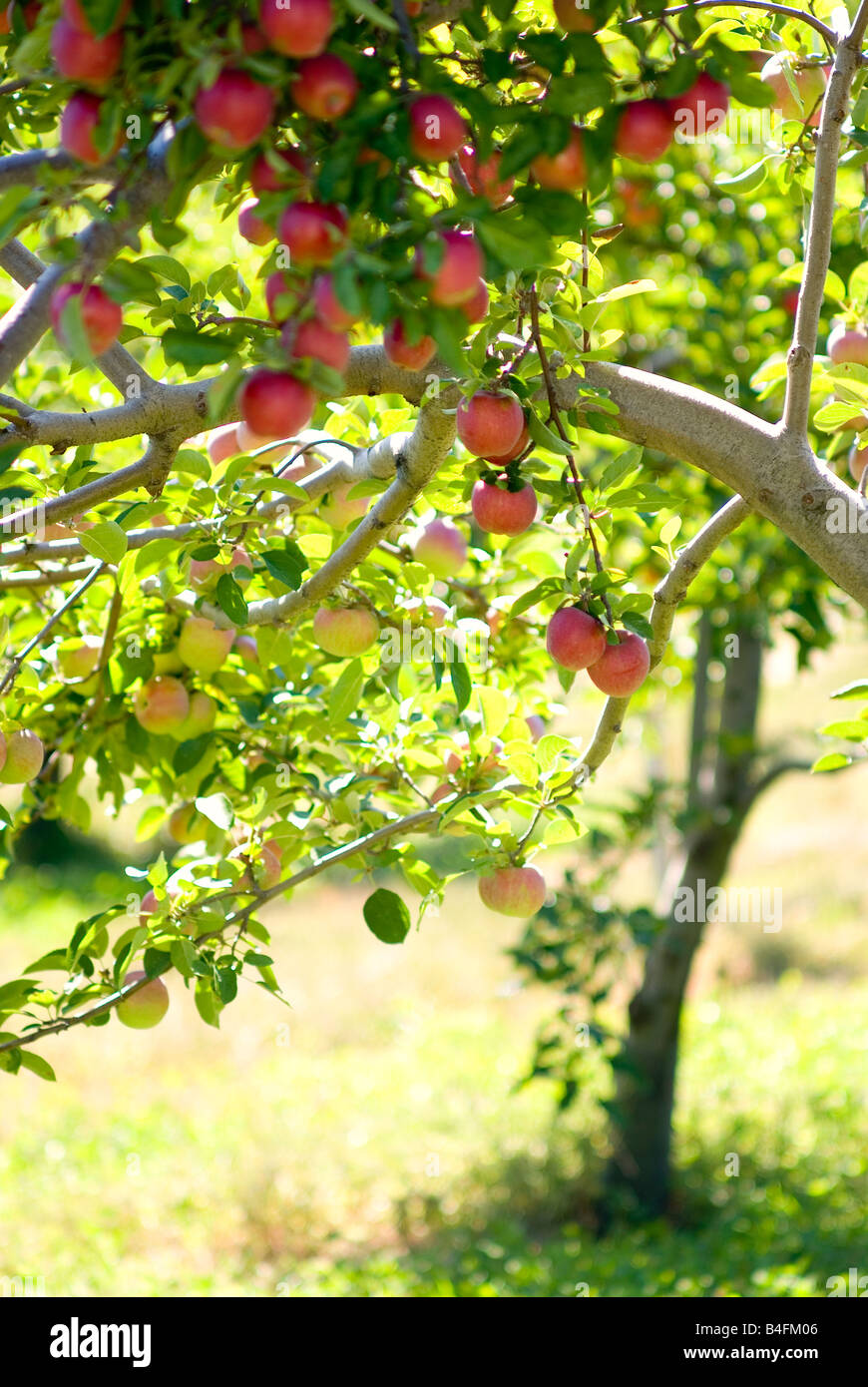 Macoun apple tree hi-res stock photography and images - Alamy