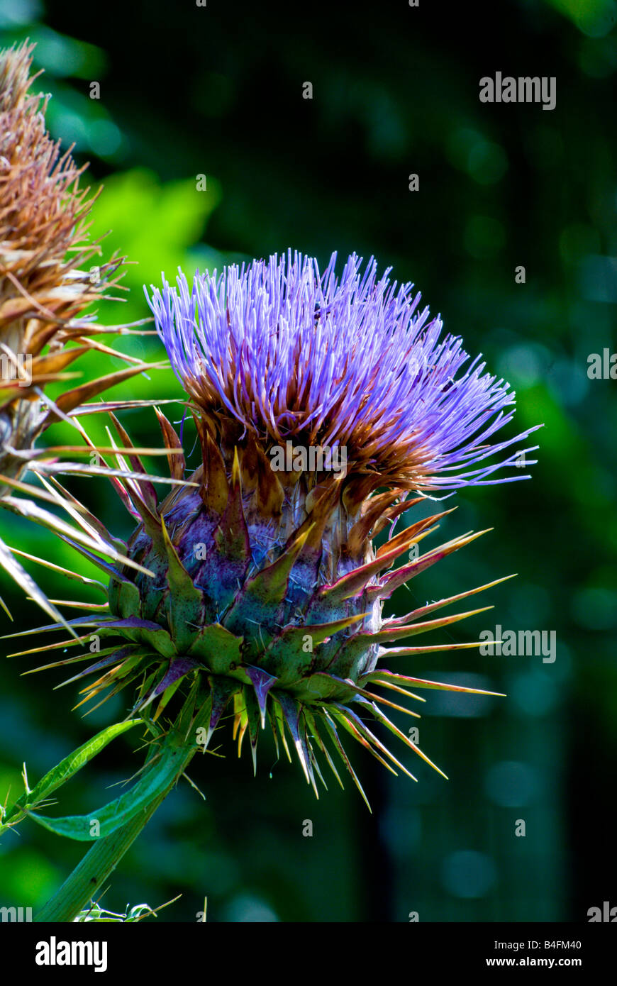 Cynara botanical High Resolution Stock Photography and Images - Alamy