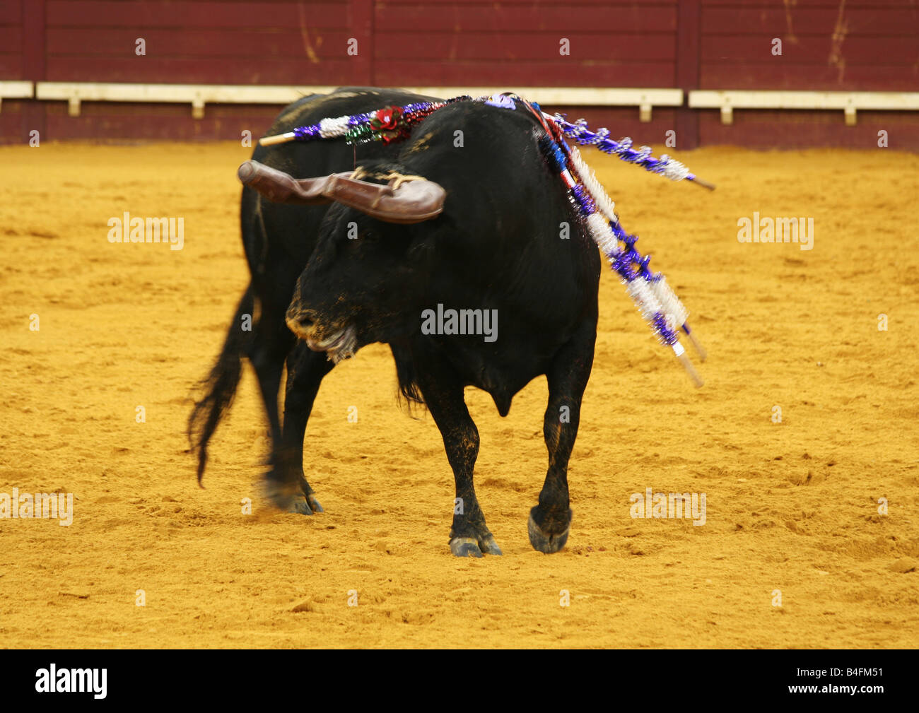 Bull neck hi-res stock photography and images - Alamy