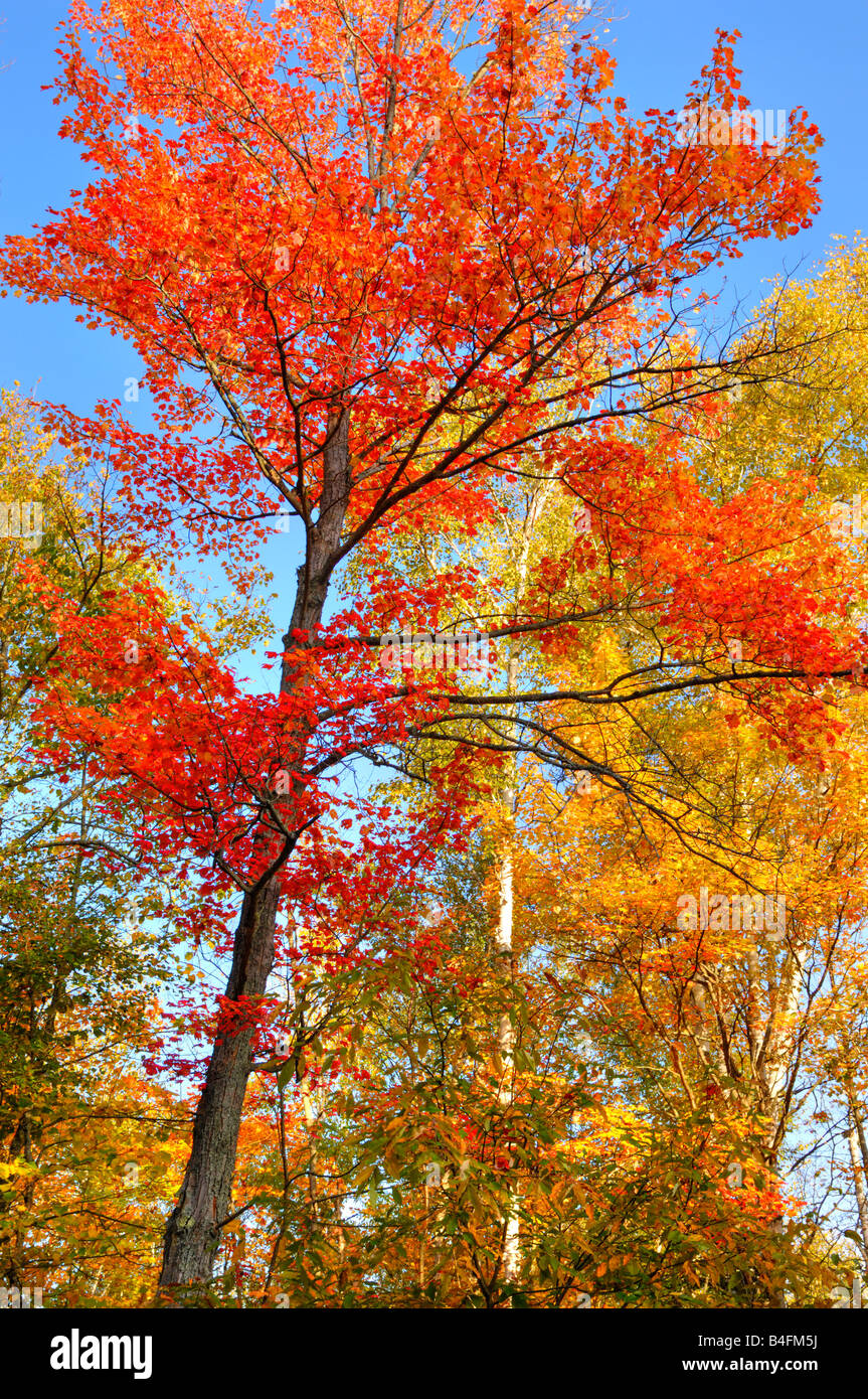 Beautiful autumn nature Stock Photo - Alamy