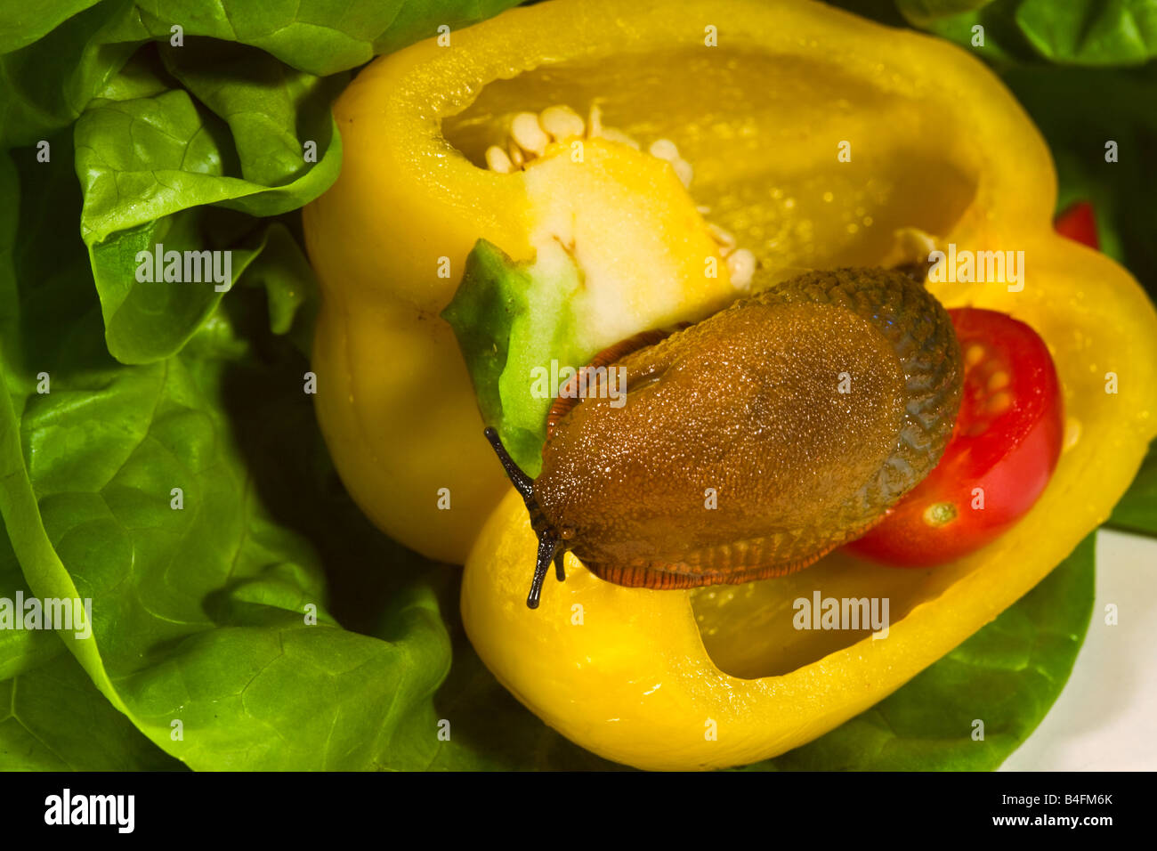 A slug in the salad Stock Photo - Alamy