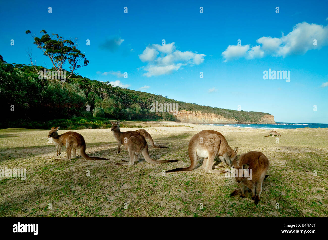 Kangaroos beach australia hi-res stock photography and images - Alamy