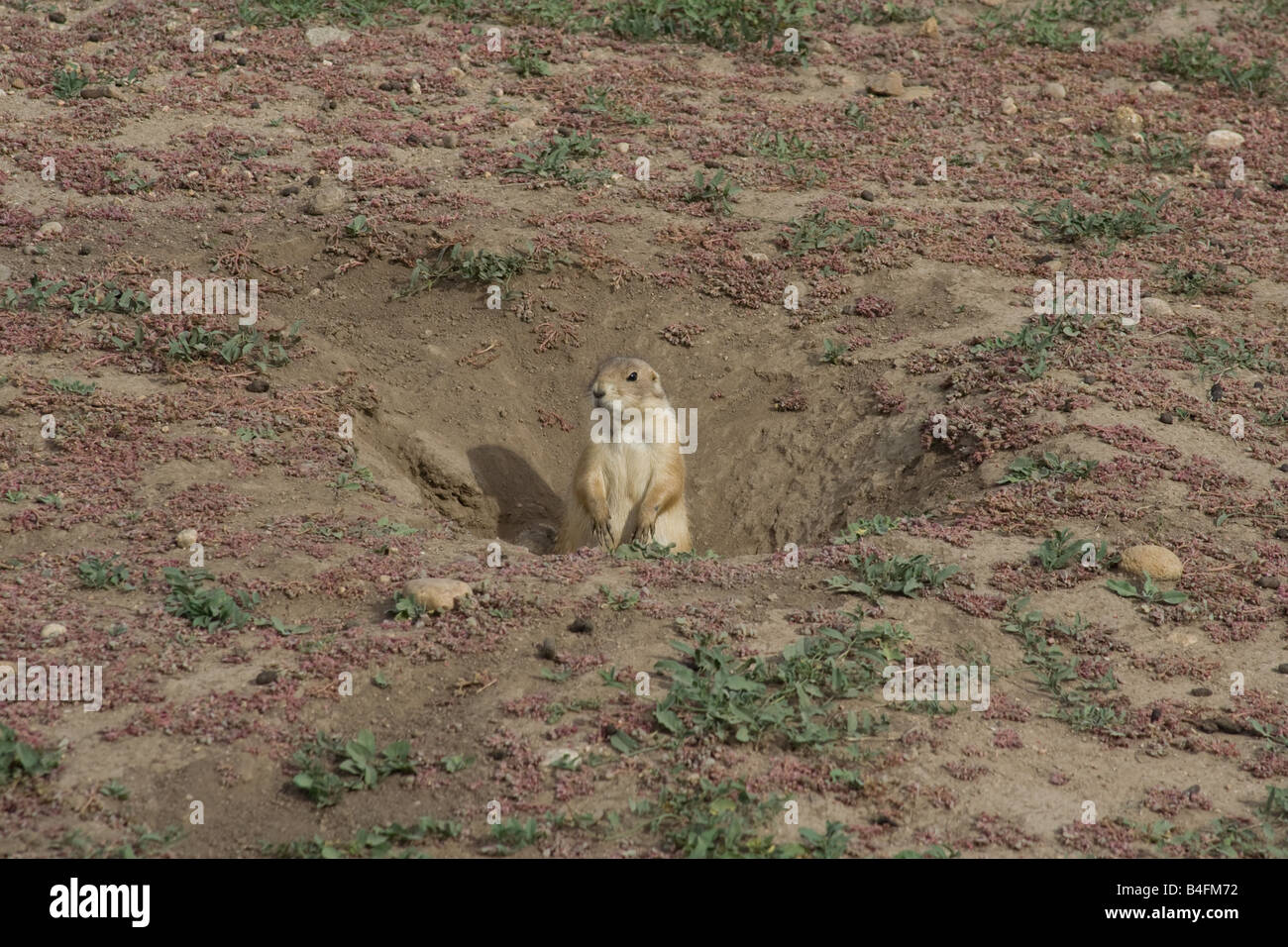 Colorado prairie dogs hi-res stock photography and images - Alamy