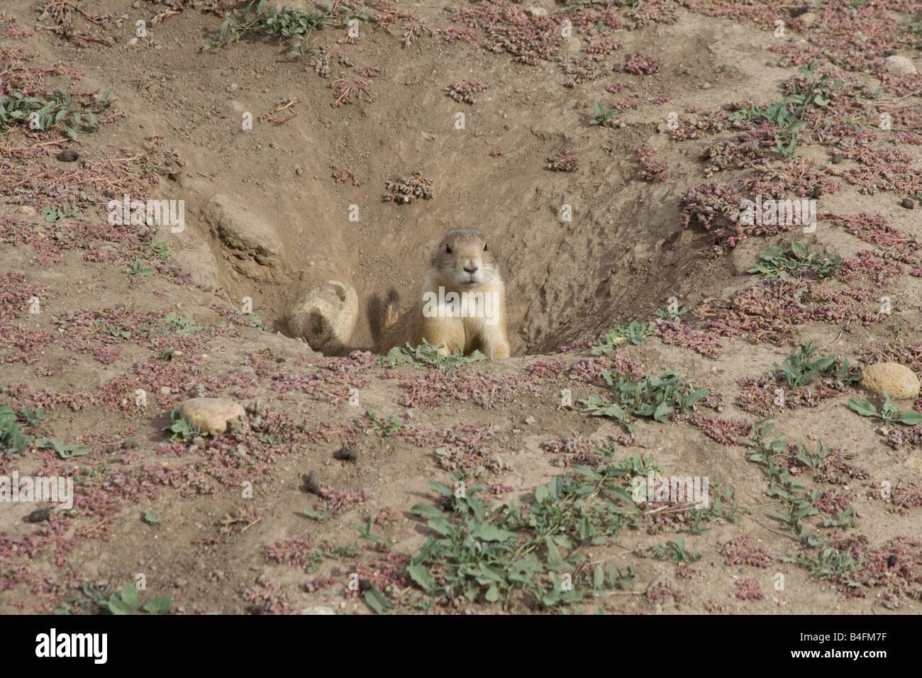 Colorado prairie dogs hi-res stock photography and images - Alamy