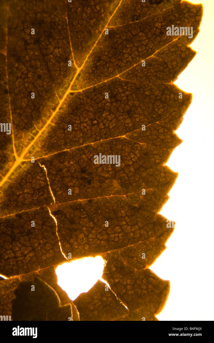 Chlorophyll decomposition hi-res stock photography and images - Alamy