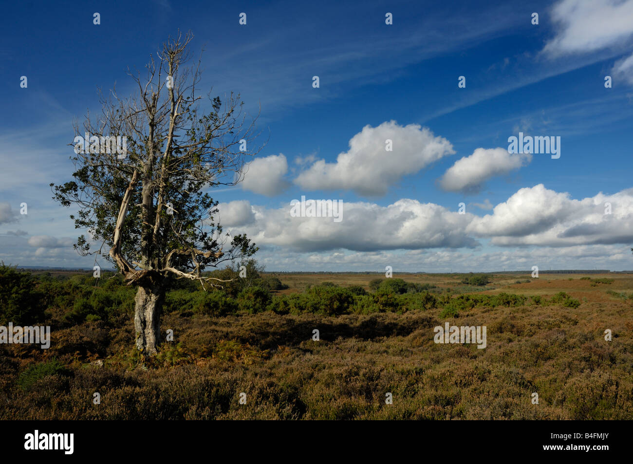 Isolated tree in New Forest landscape Stock Photo - Alamy