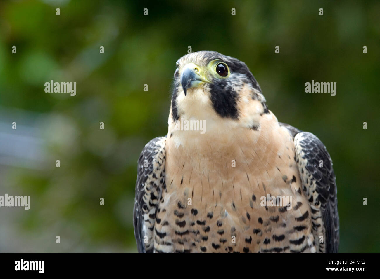 The Peregrine Falcon (Falco peregrinus Stock Photo - Alamy