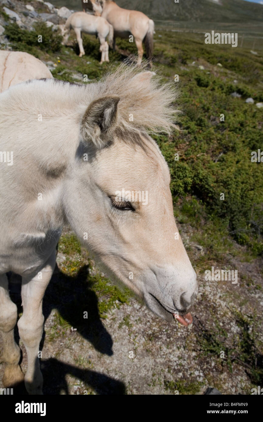 Fjording High Resolution Stock Photography and Images - Alamy