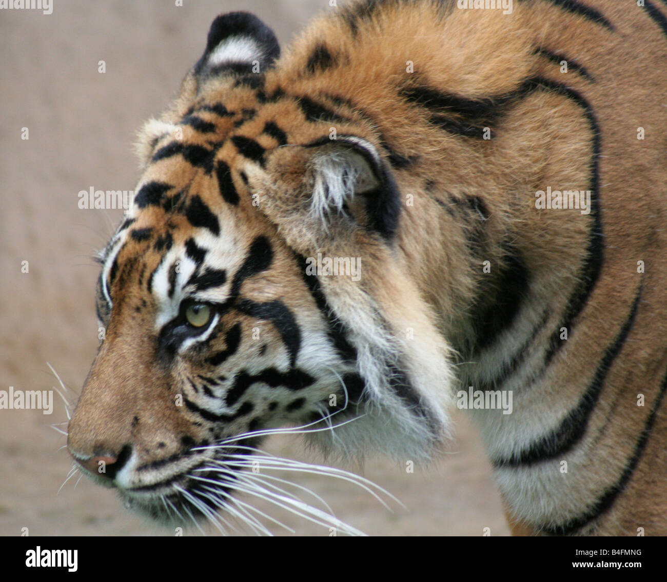Sumatran tiger face tigers hi-res stock photography and images - Alamy