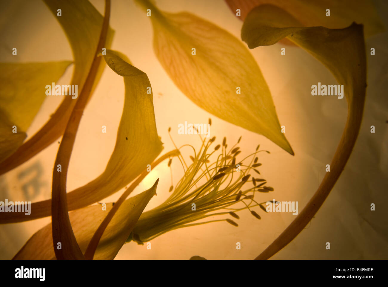 Exploded view flower hi-res stock photography and images - Alamy