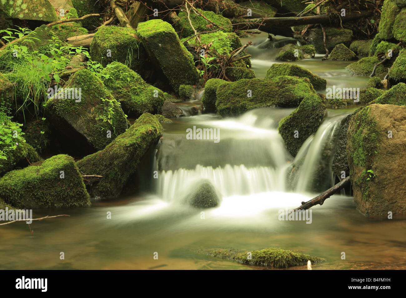 Forest brook hi-res stock photography and images - Alamy