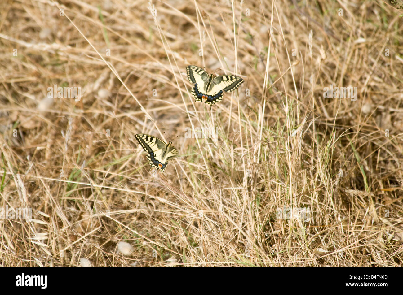 A pair of swallowtail butterflies Stock Photo - Alamy