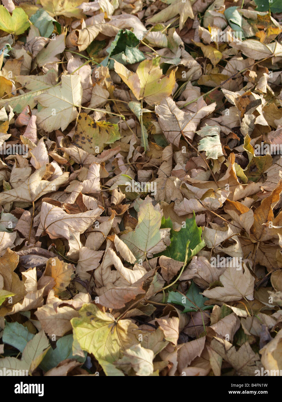 Warm colored leaves hi-res stock photography and images - Alamy