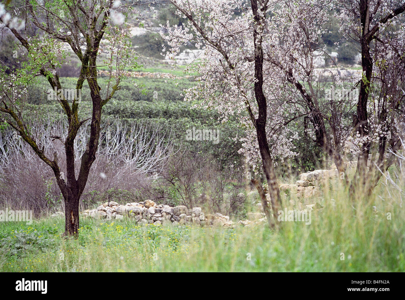 Almond trees in blossom, Upper Galilee Israel Stock Photo - Alamy