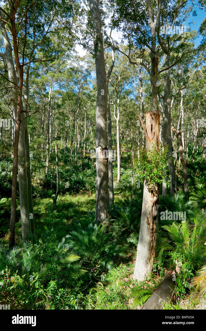 Eucalyptus forest hi-res stock photography and images - Alamy