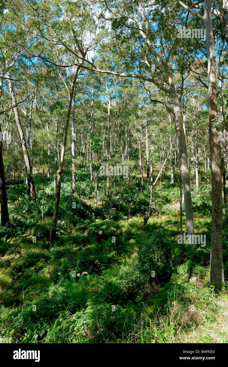 Canberra forest hi-res stock photography and images - Alamy