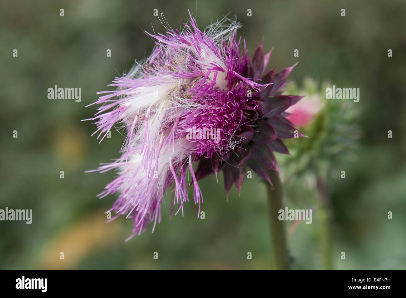 Canadian thistle hi-res stock photography and images - Alamy