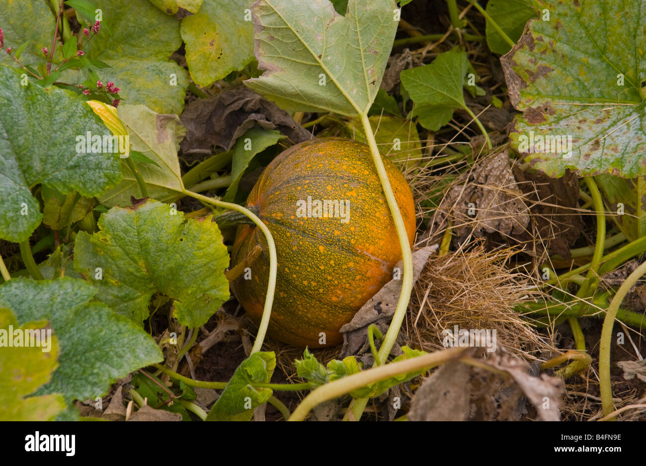 Organic vegetable growing plots hi-res stock photography and images - Alamy