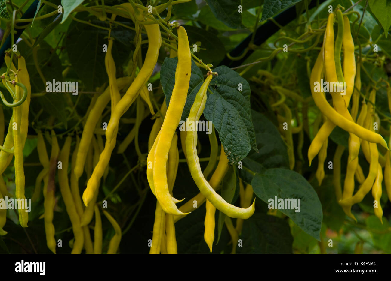 Yellow beans growing on arbour at organic allotment UK Stock Photo - Alamy