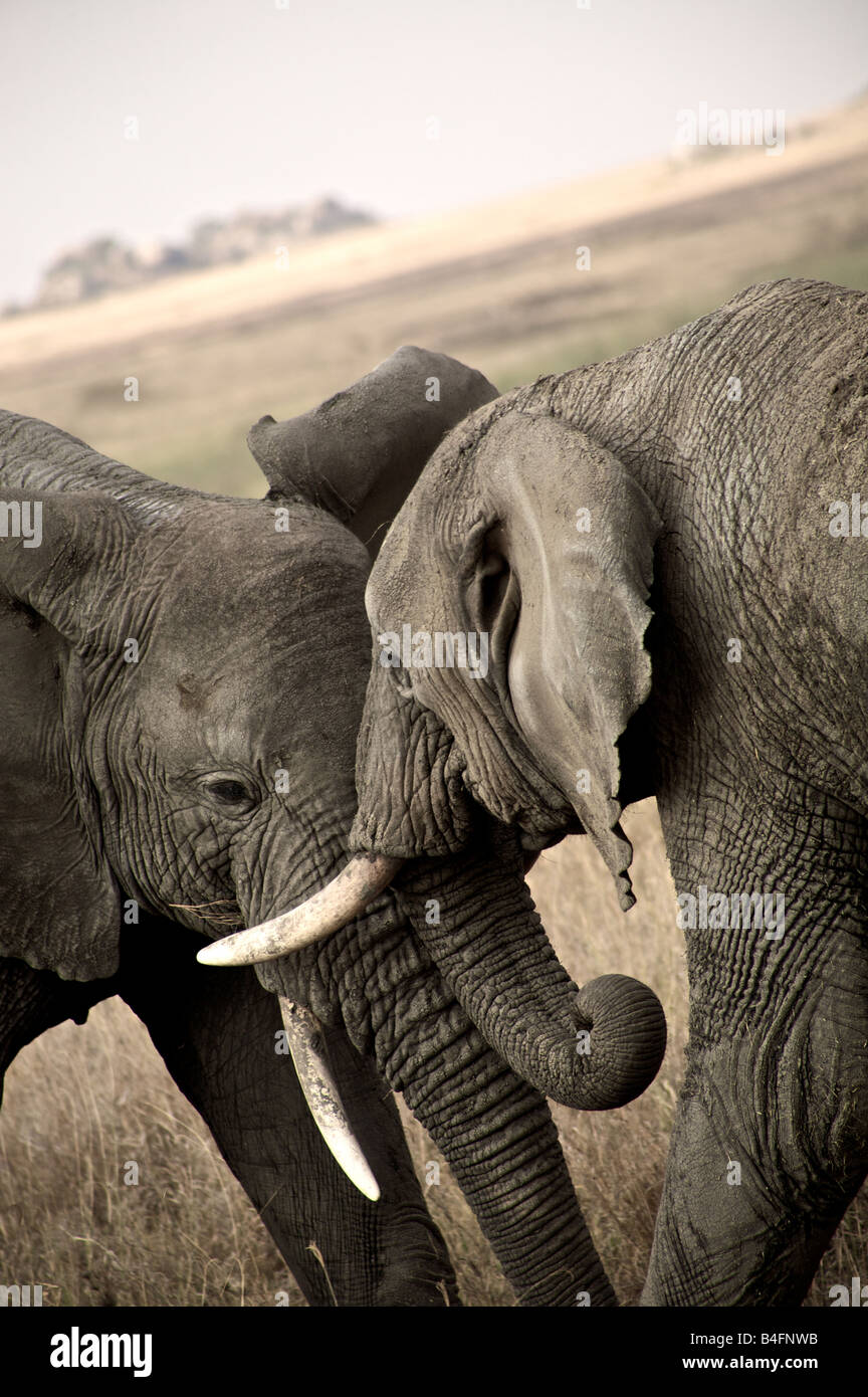 Elephants africa hi-res stock photography and images - Alamy