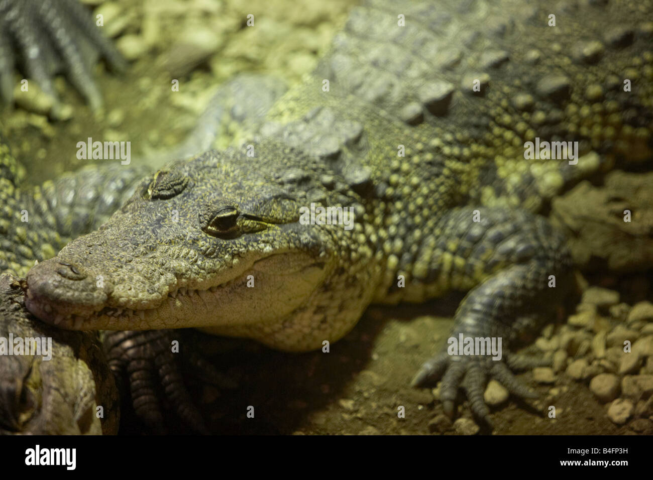 Crocodile meat hi-res stock photography and images - Alamy
