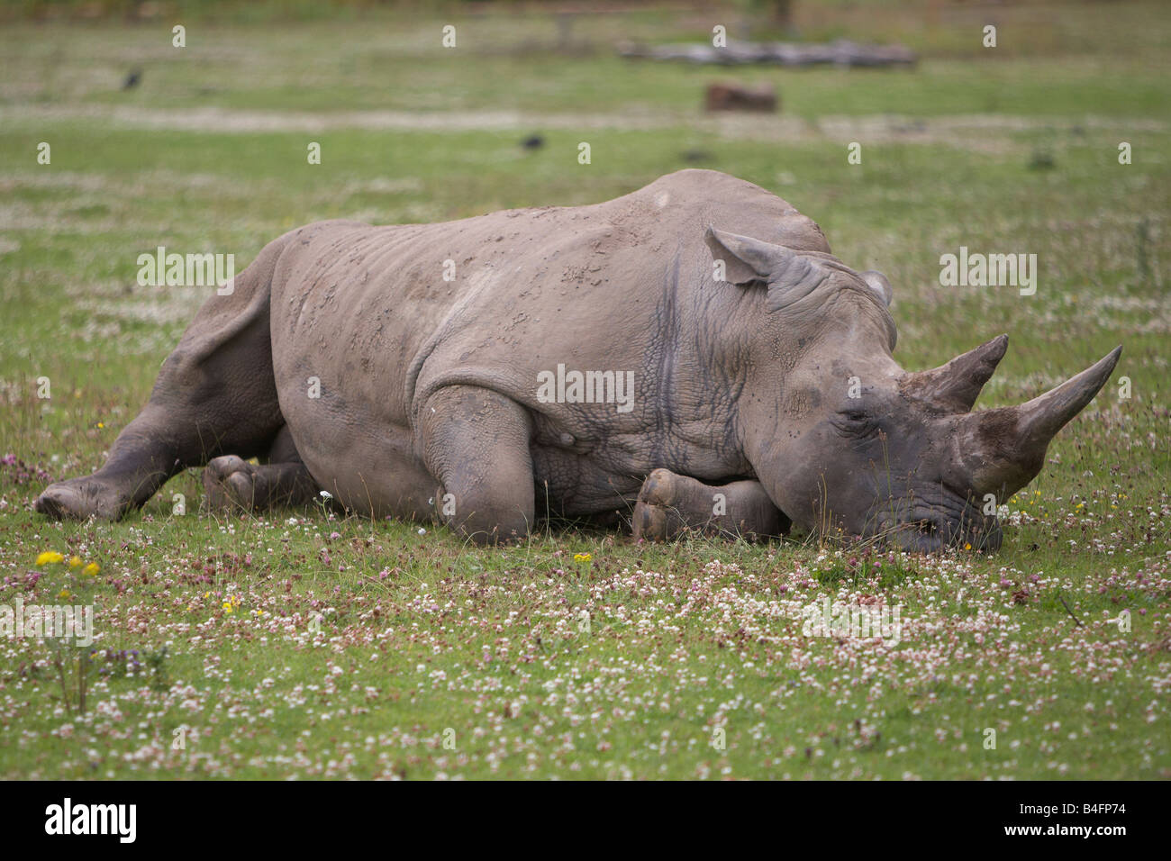 Lying rhinoceros hi-res stock photography and images - Alamy