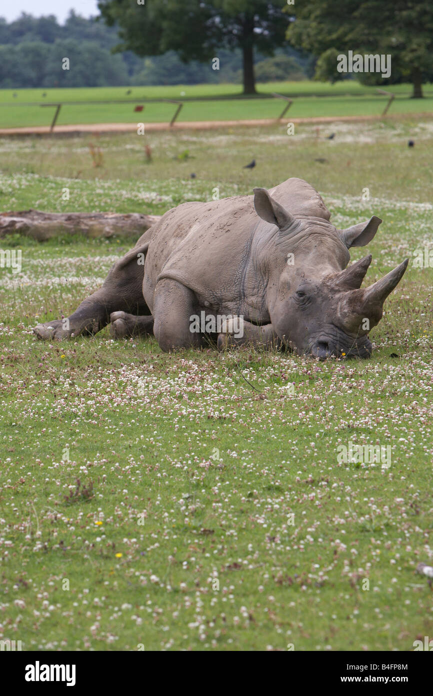 Lying rhinoceros hi-res stock photography and images - Alamy