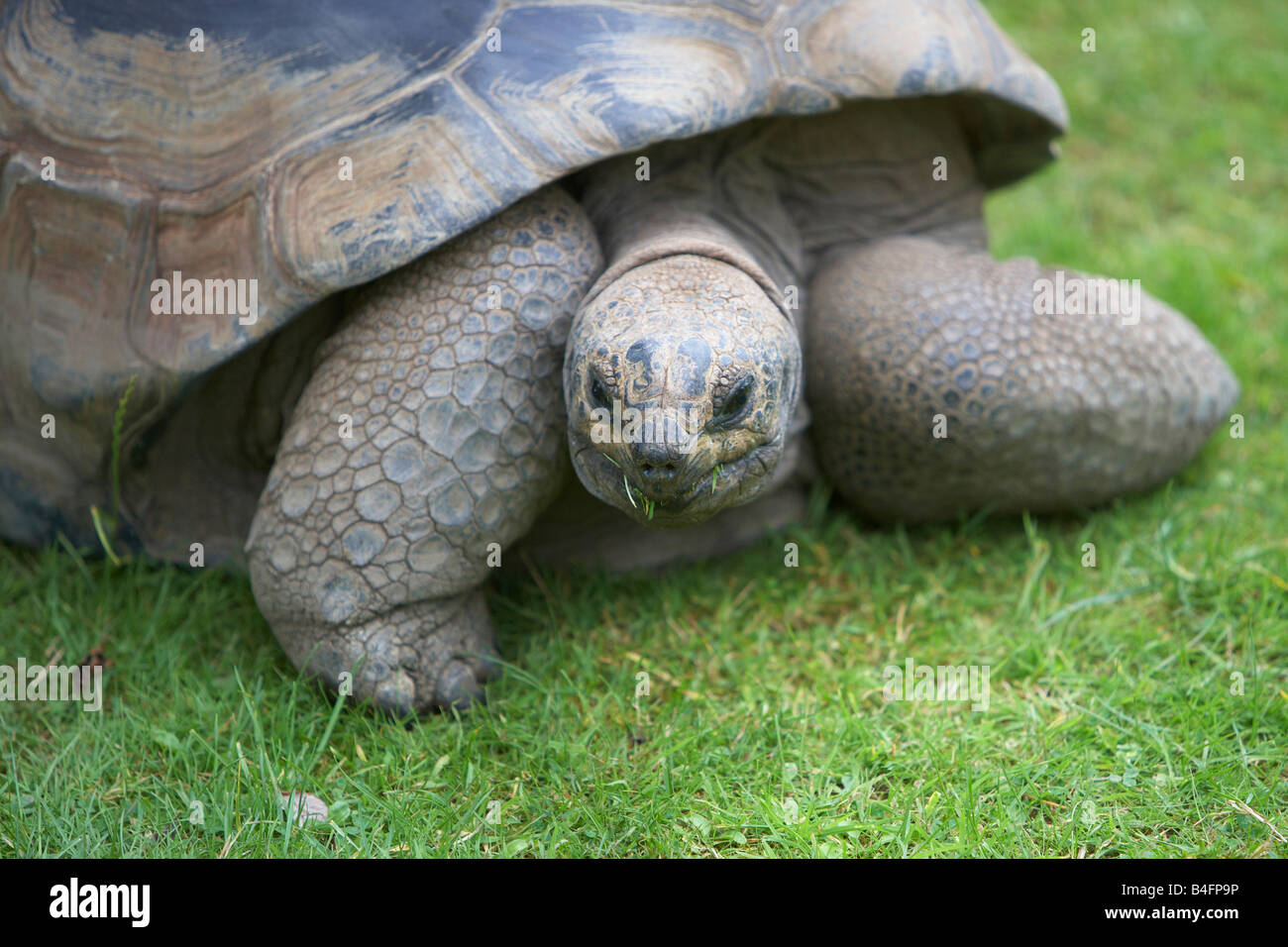 Giant pet tortoise hi-res stock photography and images - Alamy