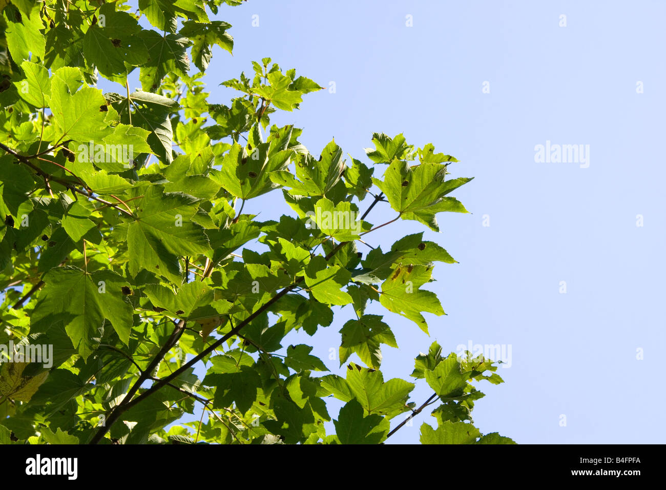 Part of a sycamore tree danger of forest dieback Stock Photo - Alamy