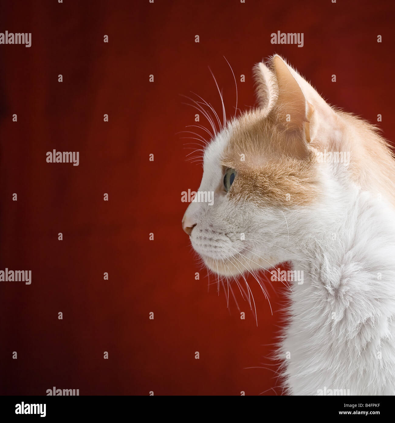Portrait of a male cat Stock Photo - Alamy