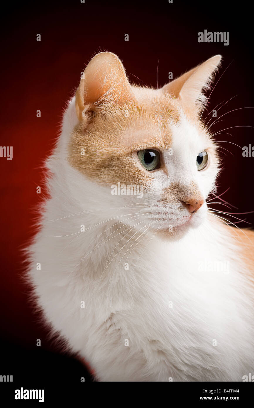 Portrait of a male cat Stock Photo - Alamy