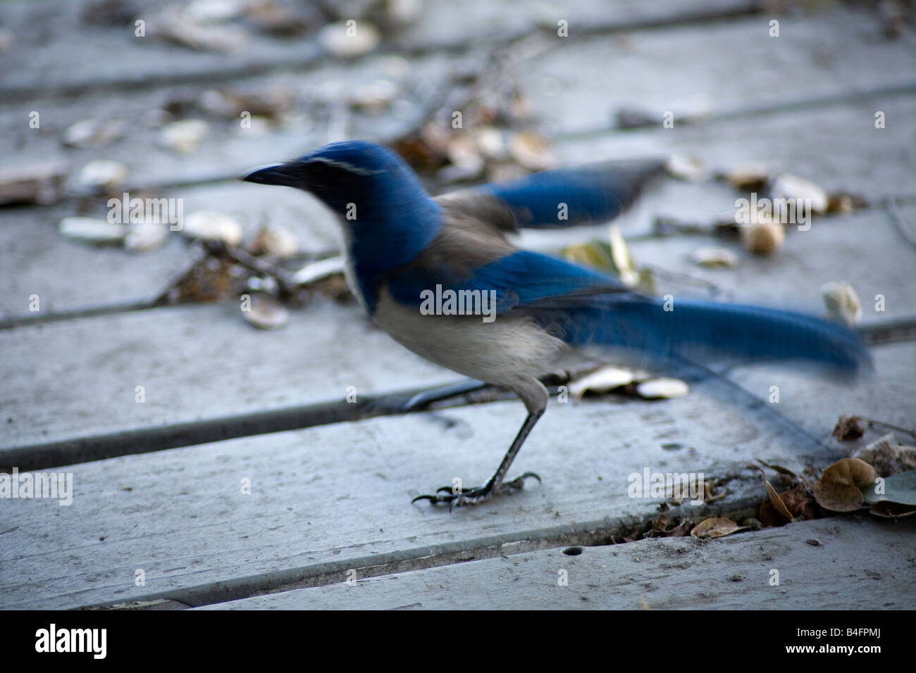 Scrub Jay Aphelocoma coerulescens flapping its wings Stock Photo - Alamy