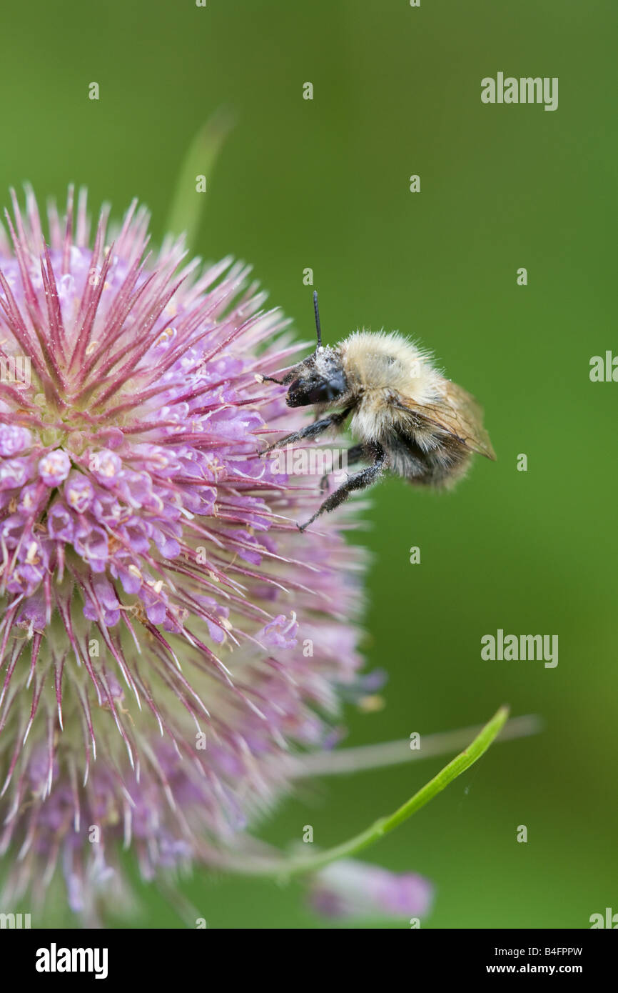 Bombus agrorum hi-res stock photography and images - Alamy