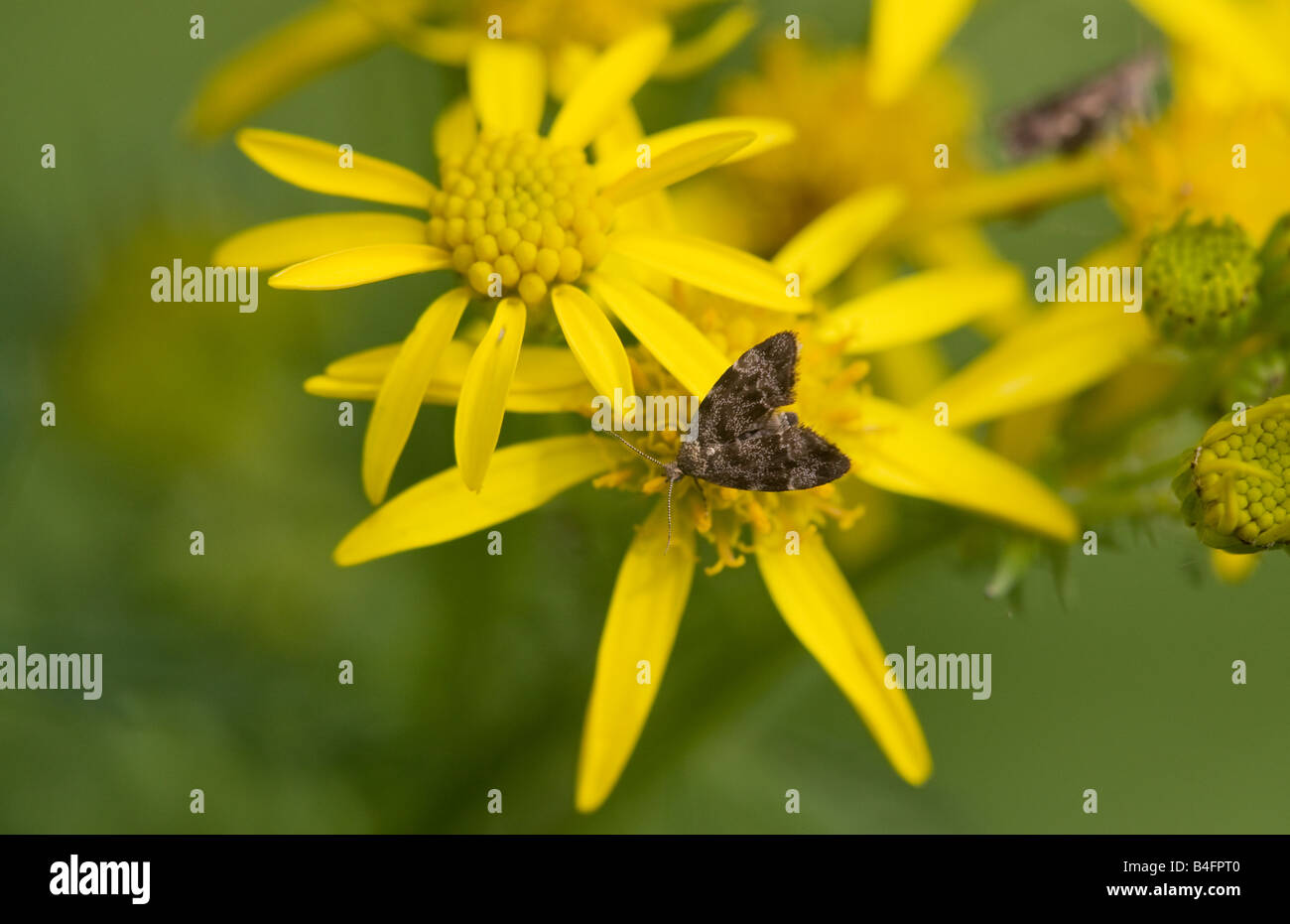 Nettle-tap Moth Anthophila fabriciana adult at rest on a Ragwort flower ...