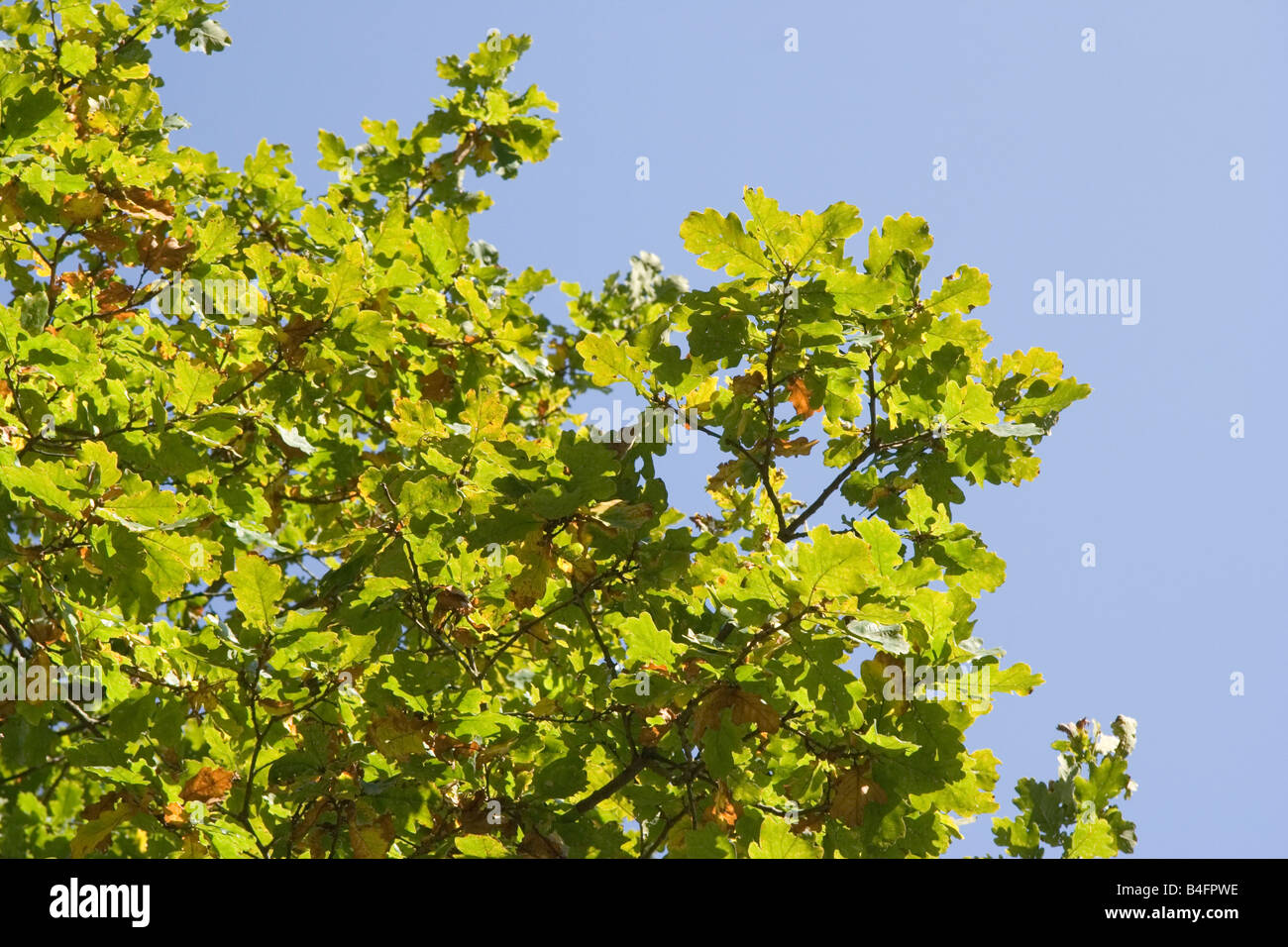 part of a german oak danger of forest dieback damage from the green oak ...