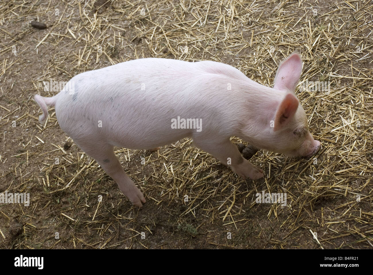 Young hog hi-res stock photography and images - Alamy