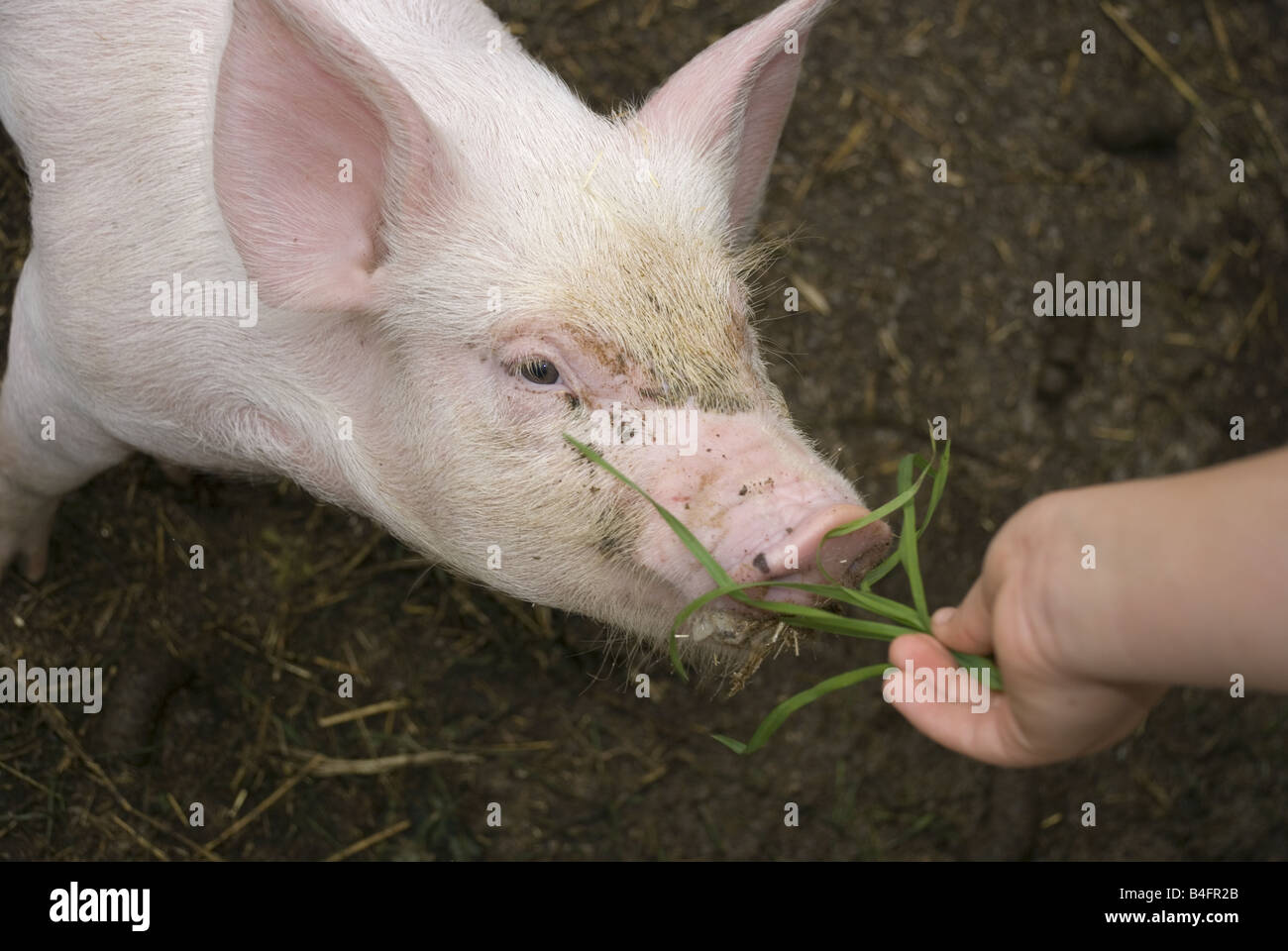 Young piglet eating grass Stock Photo - Alamy