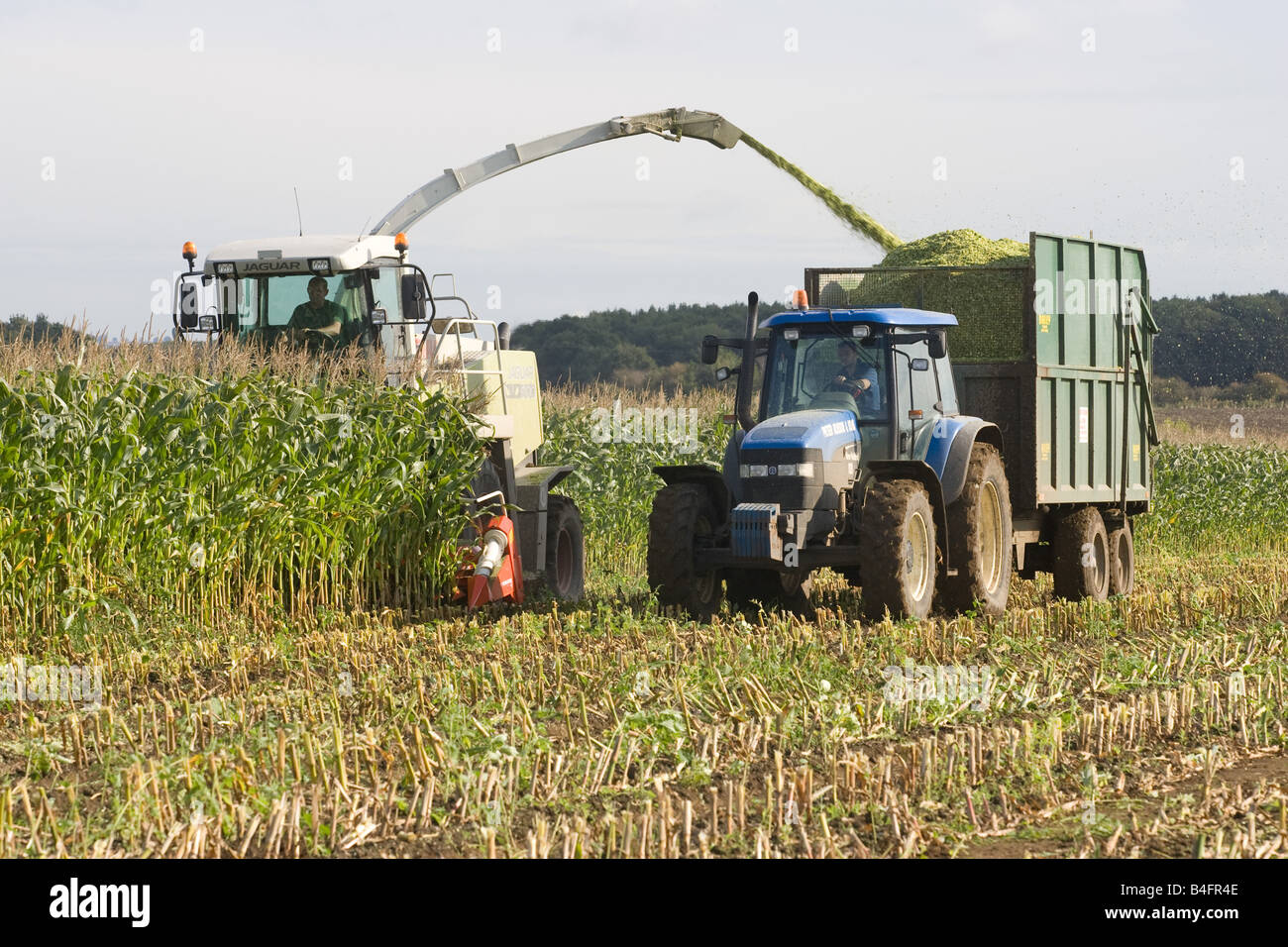 Harvesting Maize To Feed Dairy Cows Stock Photo - Alamy