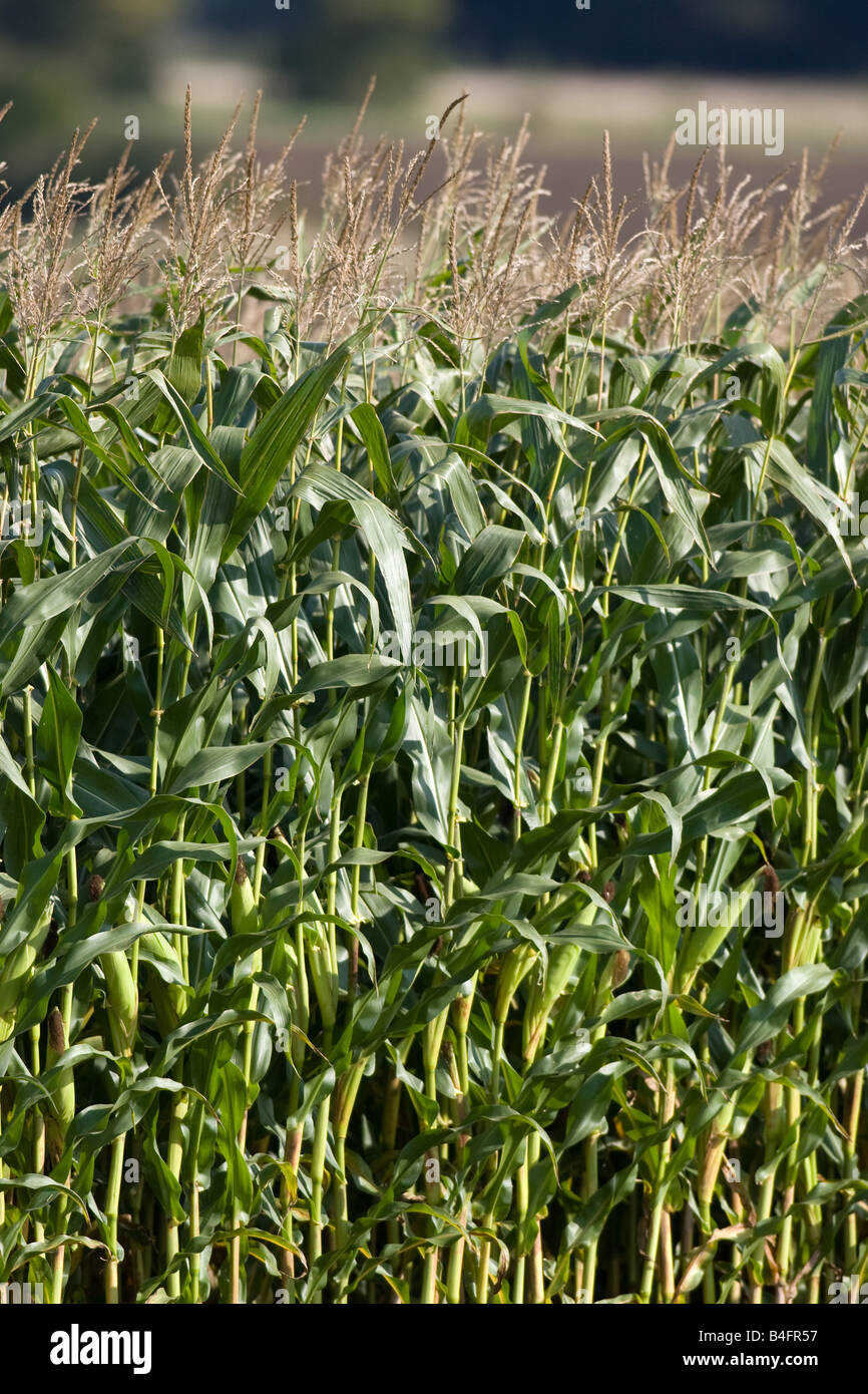 Harvesting maize feed dairy cows hi-res stock photography and images ...