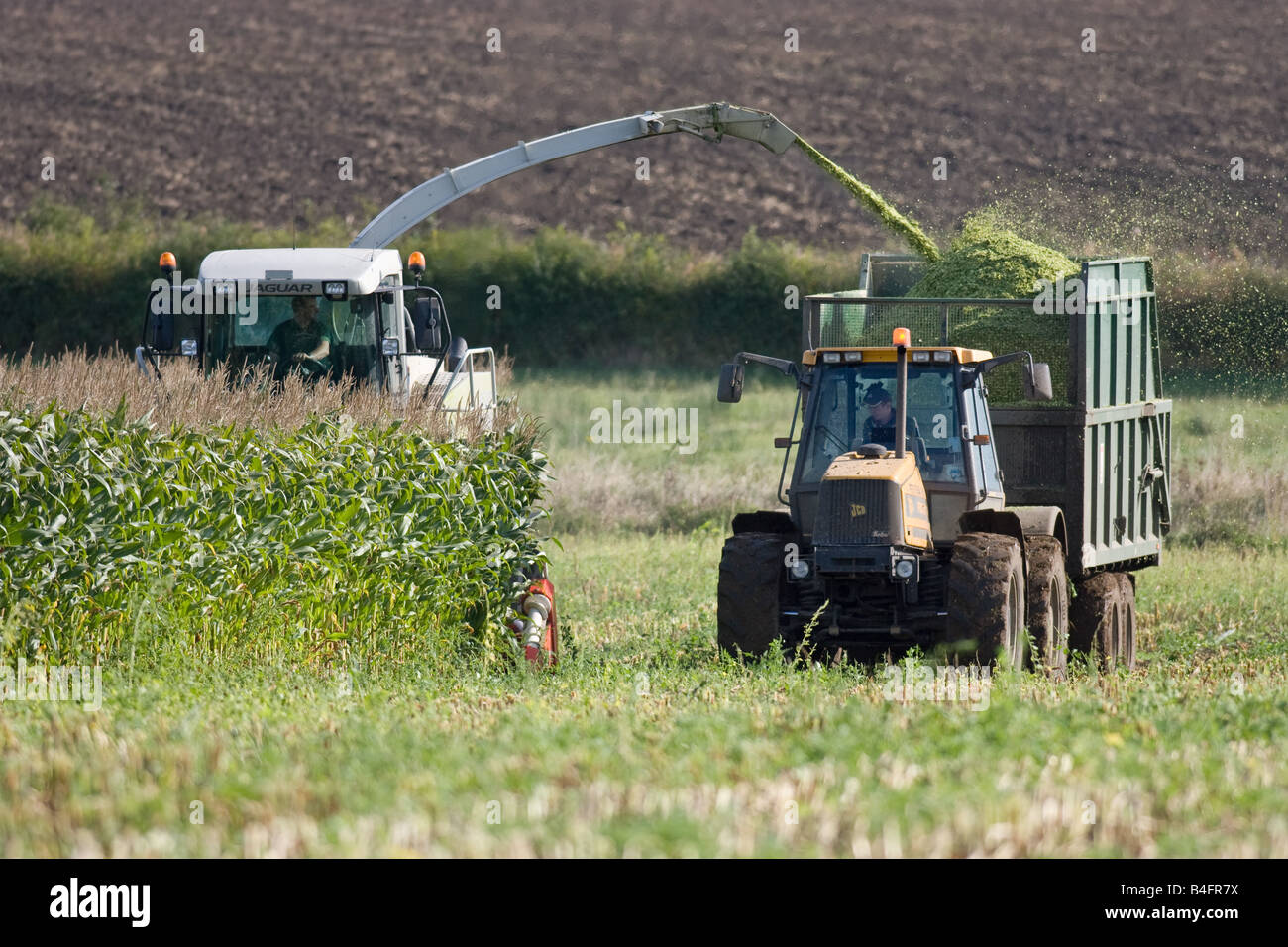 Harvesting Maize To Feed Dairy Cows Stock Photo - Alamy
