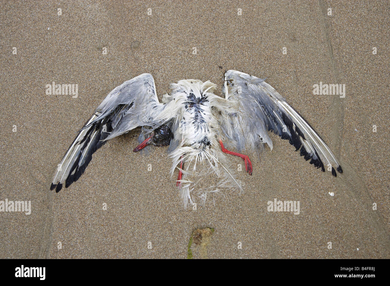 Bird squash squashed hi-res stock photography and images - Alamy