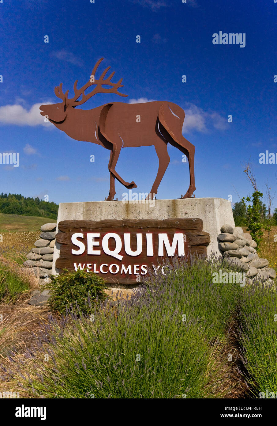 Sequim, Washington. City elk sign welcomes you above lavender Stock ...
