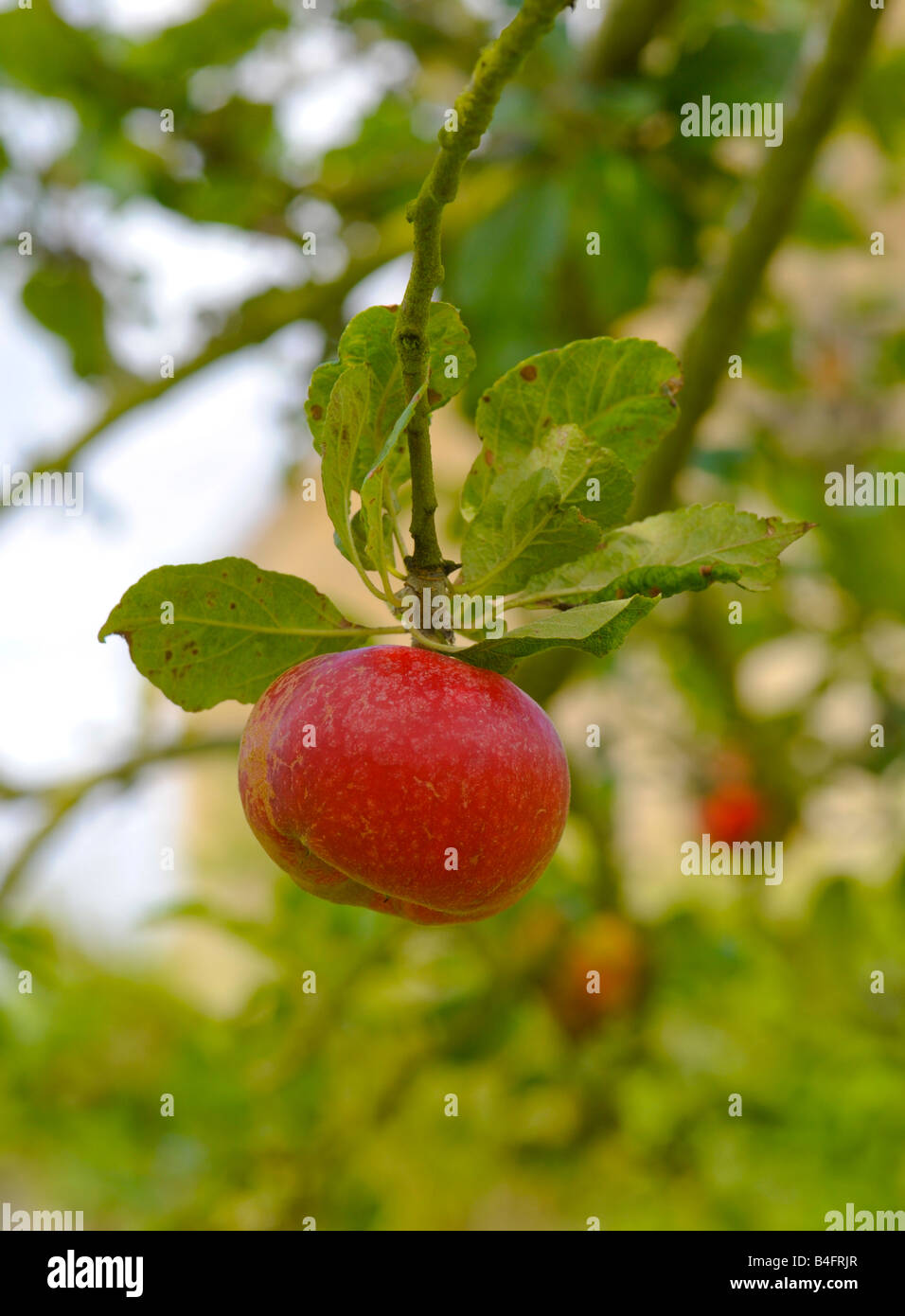 'Red Beauty of Bath' apple growing in an English orchard Stock Photo ...