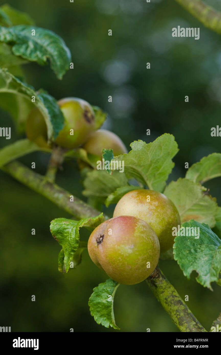 Apples Pine Golden Pippin growing in an English orchard Stock Photo - Alamy
