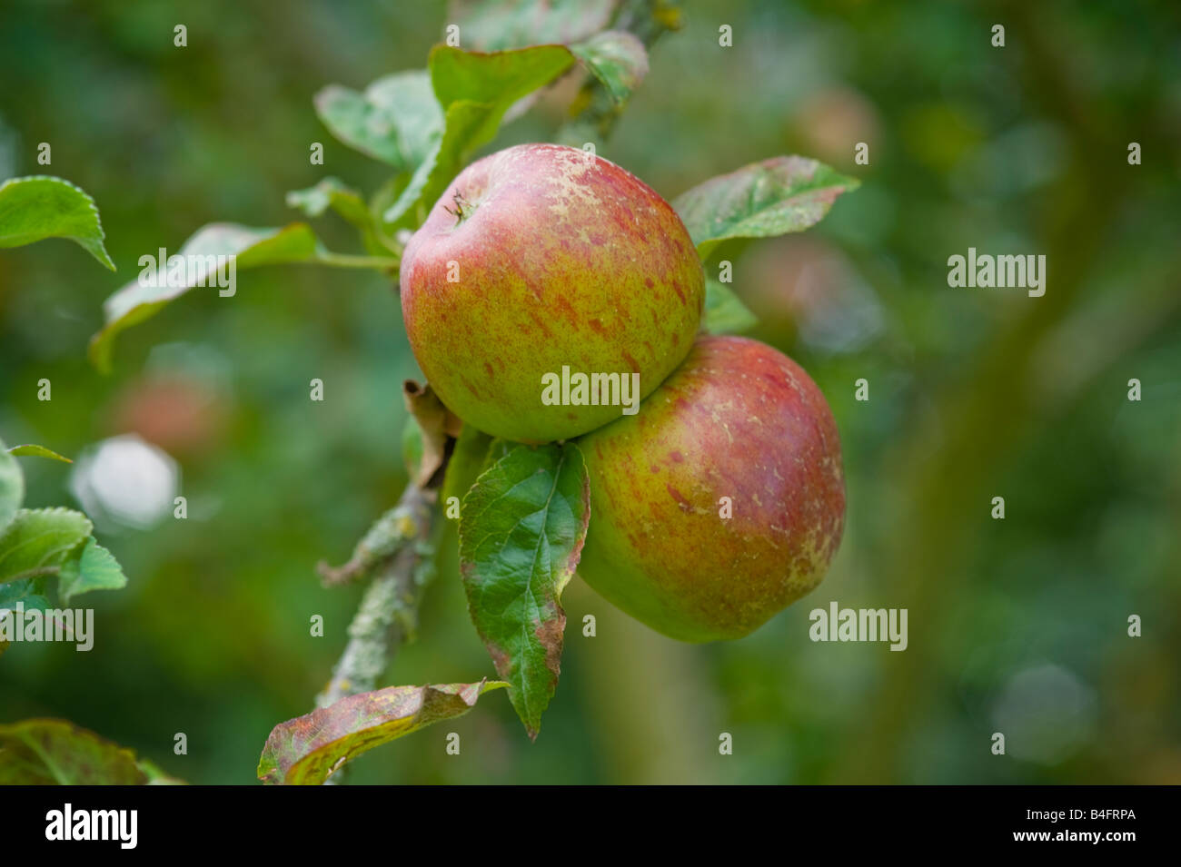 English fruit queen hi-res stock photography and images - Alamy