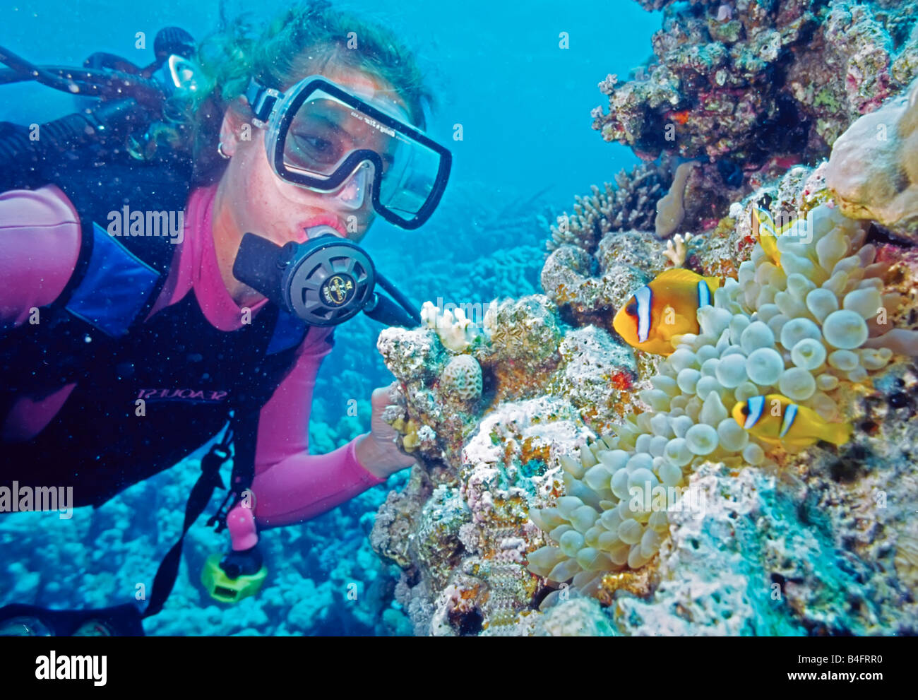 Caribbean Sea, Mexico, Diver looking at soft coral reef and Clown fish ...