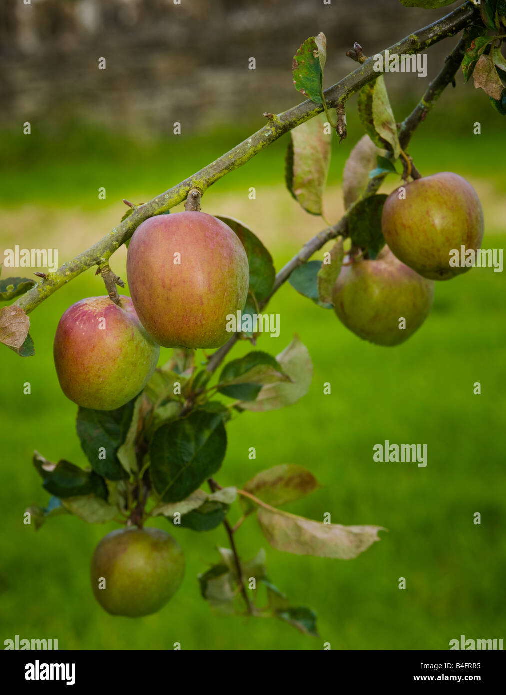 Apples Winter Pearmain growing in an English orchard Stock Photo - Alamy