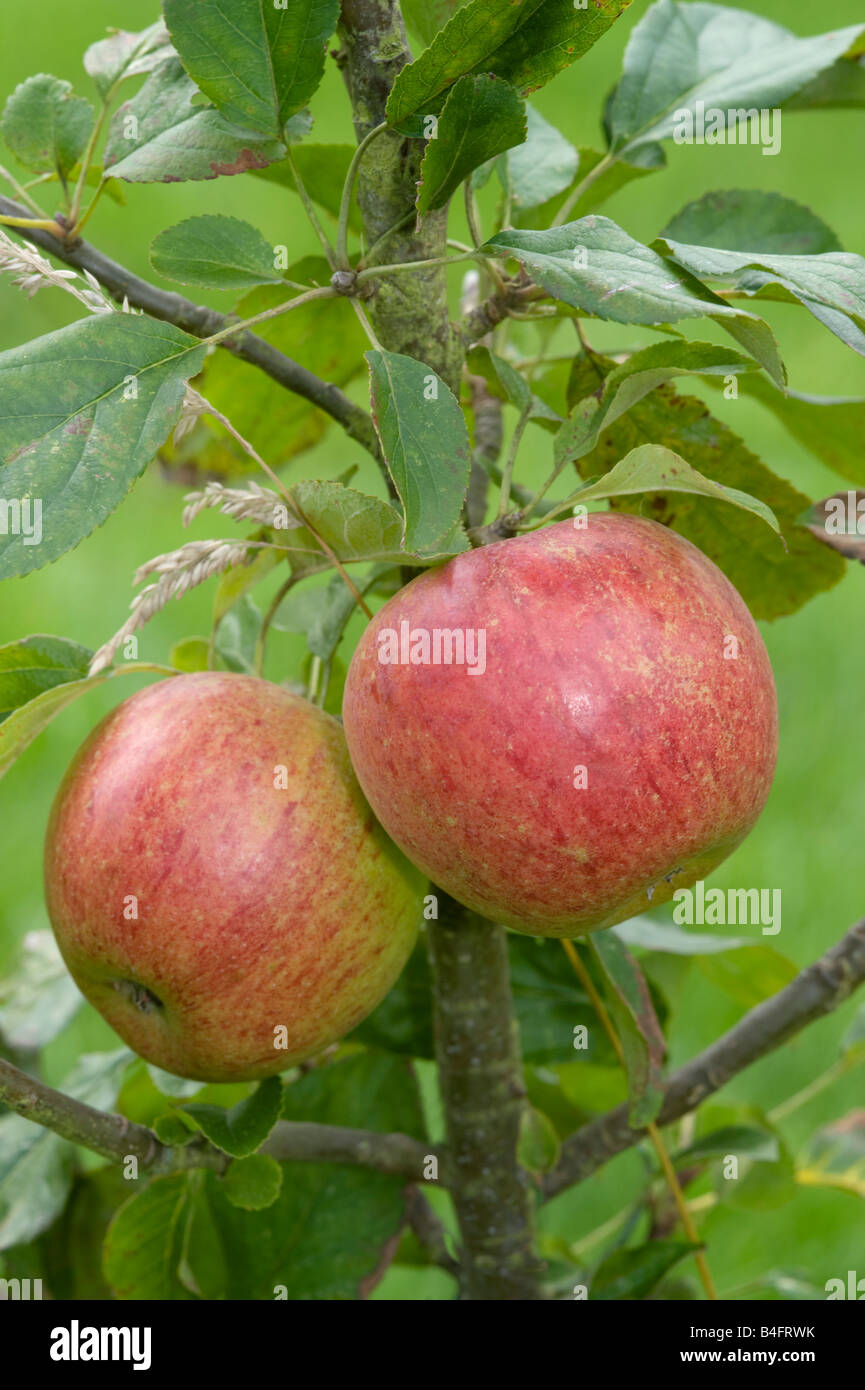 Apples Charles Ross growing in an English orchard Stock Photo - Alamy