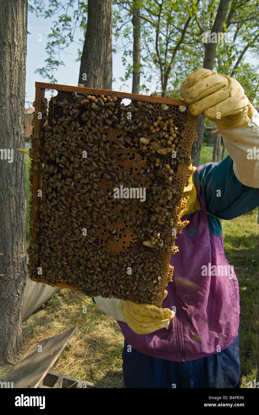 Bee keeper inspecting hives Stock Photo - Alamy