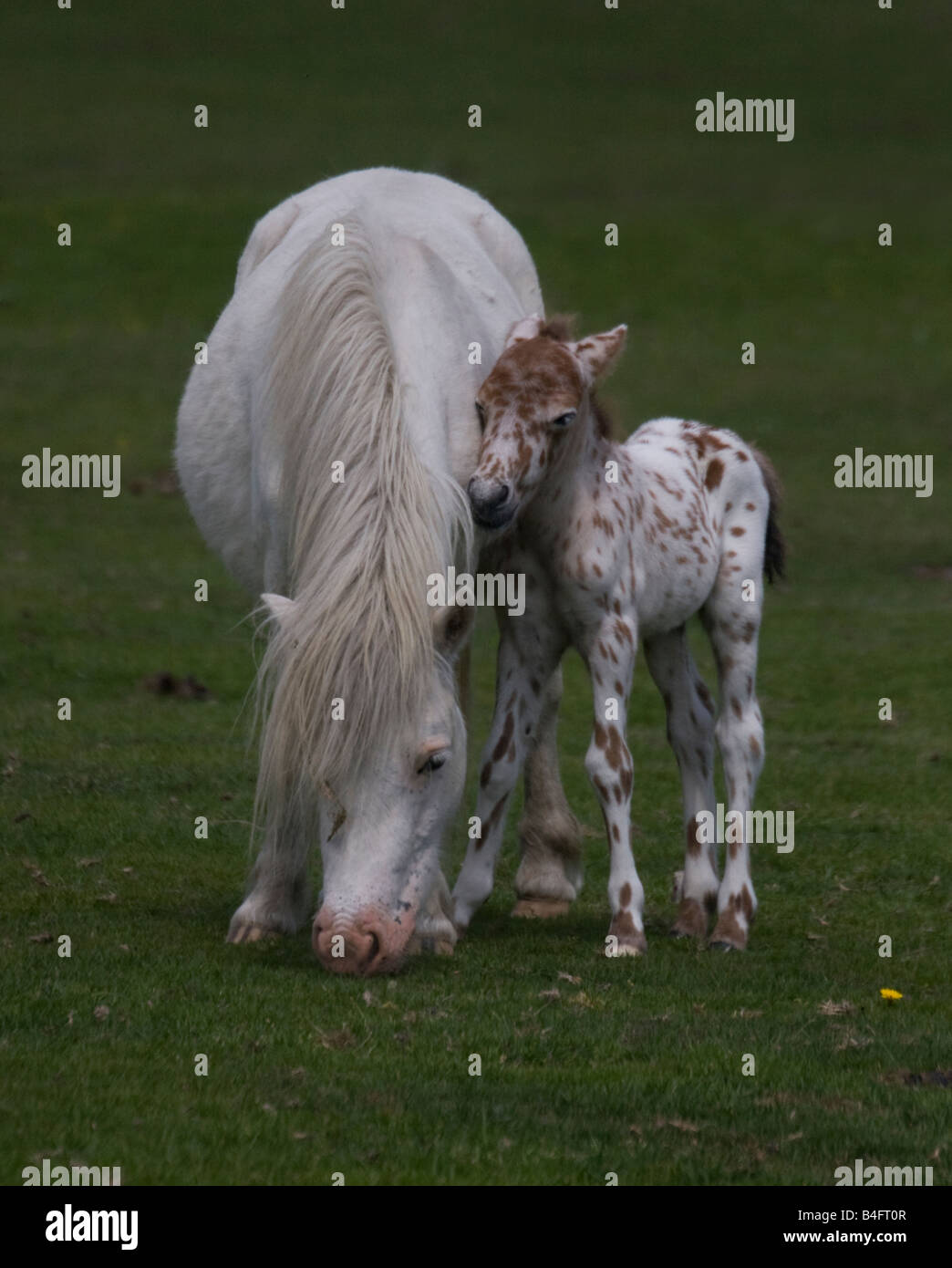 Spotted foal cuddling his mother Stock Photo - Alamy